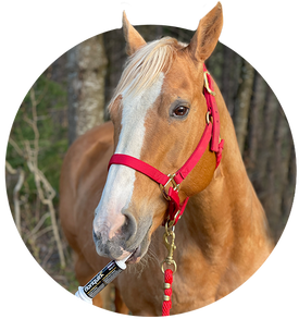 Pet Supplements Online Canada | Probiotics for Pets | baci+