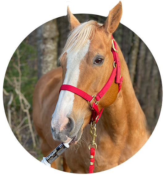 Compléments alimentaires pour animaux de compagnie | baci+