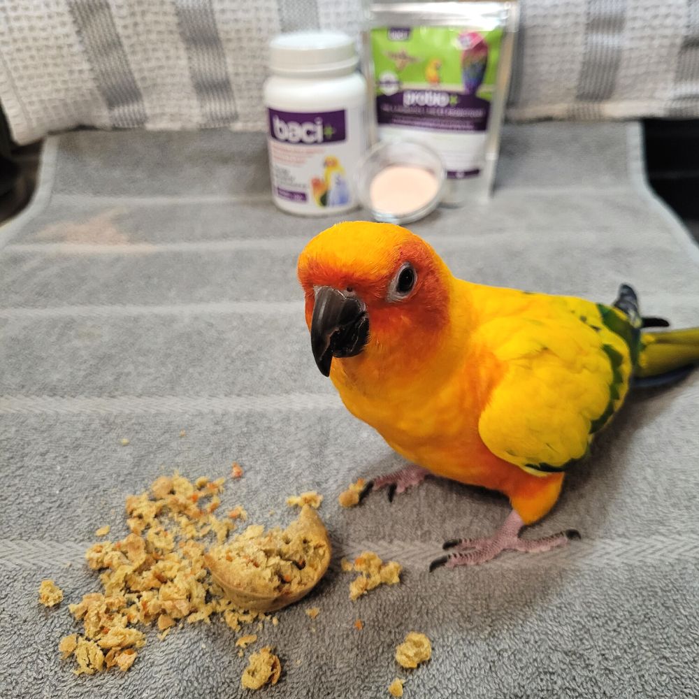 Prebiotics and probiotics • Healthy intestinal flora | Birds – baci+